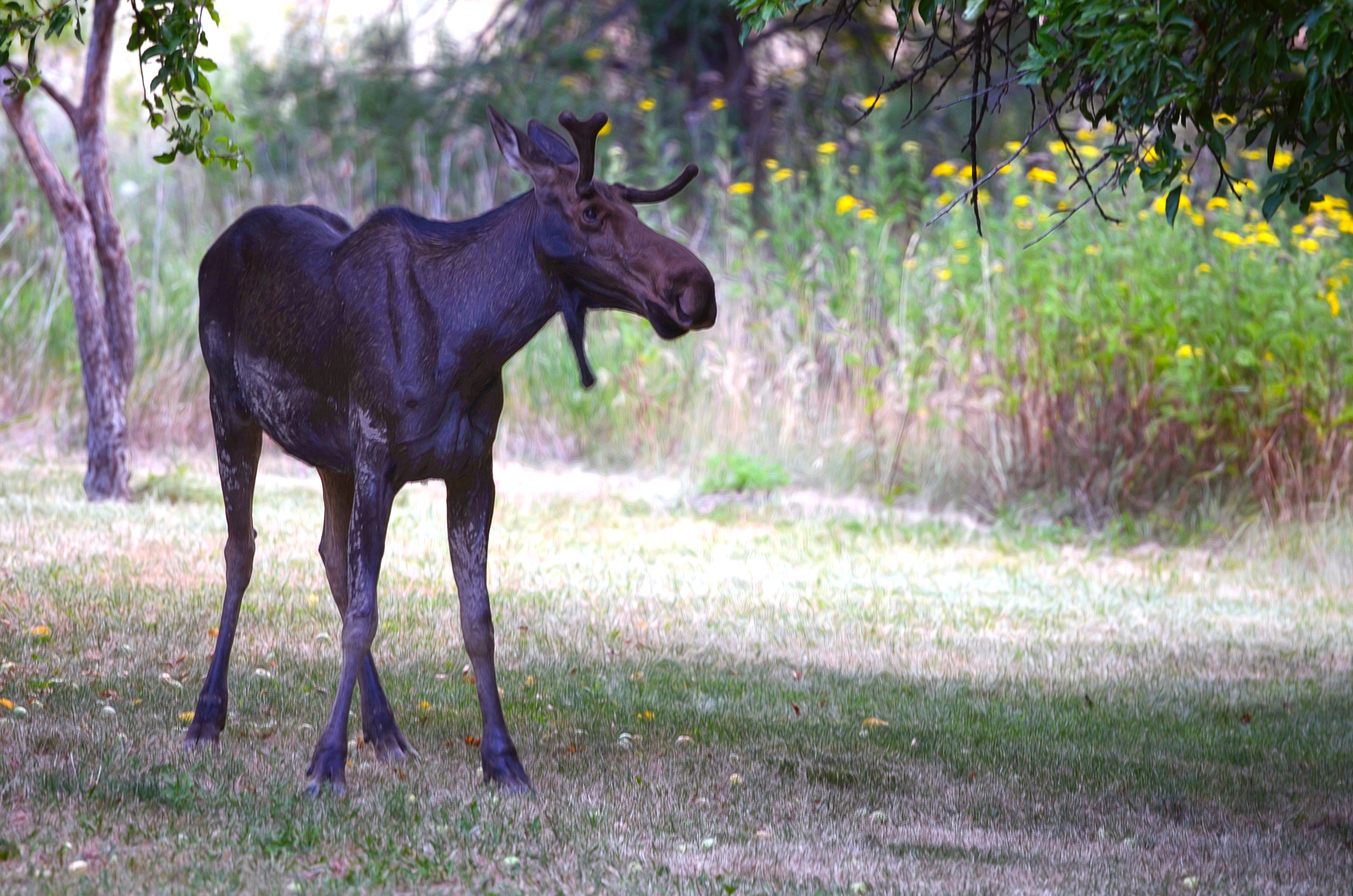 Bullwinkle and the Coyote Twins – PalousePics.com