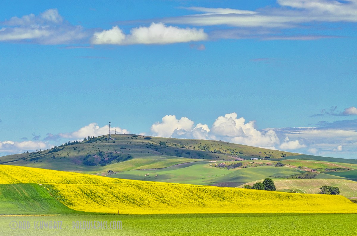 June Colors in Palouse Country – PalousePics.com